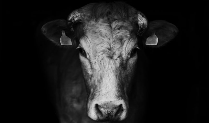Importance of Necropsies - Risius Family Veterinary Services